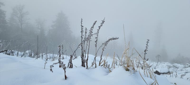 Winter Scene, Snow, Ice on Plants, Fog, Misty Stock Photo - Image of ...