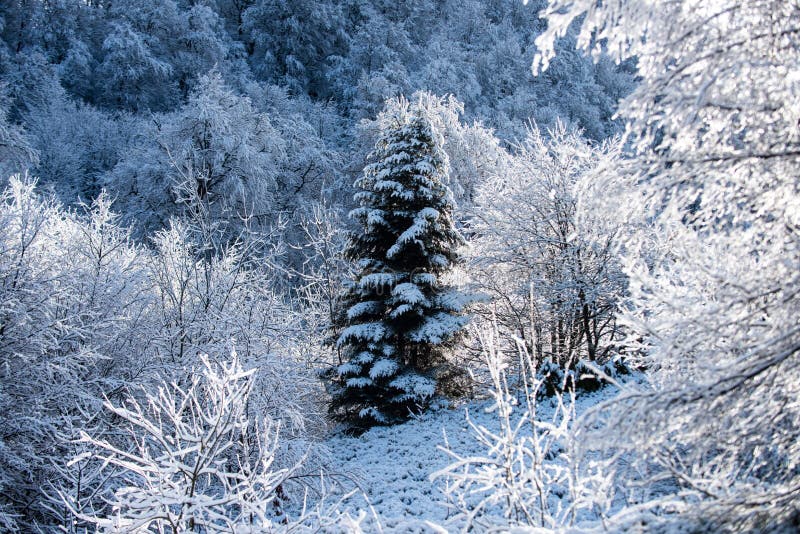 Winter Scene with Snowy Forest. Winter Christmas Forest with Falling ...