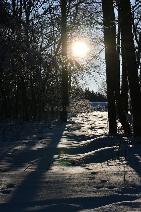 Winter Scene of Sun Rising through Forest Stock Image - Image of forest ...