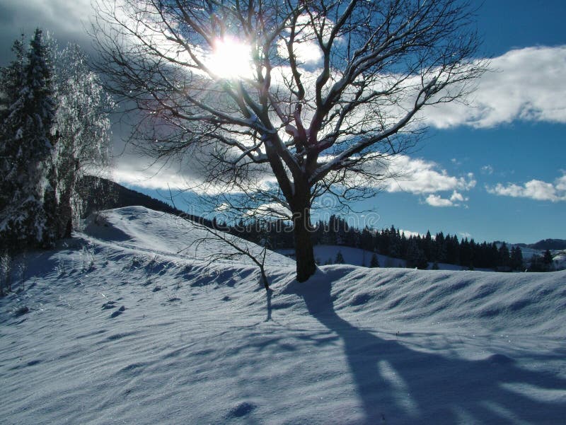 Winter scene stock image. Image of tree, winters, cold - 70298033