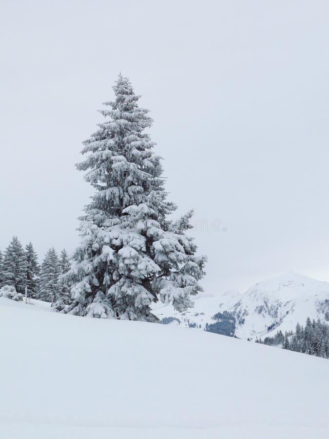 Winter Scene in the Swiss Alps Stock Photo - Image of recreation, fogy ...