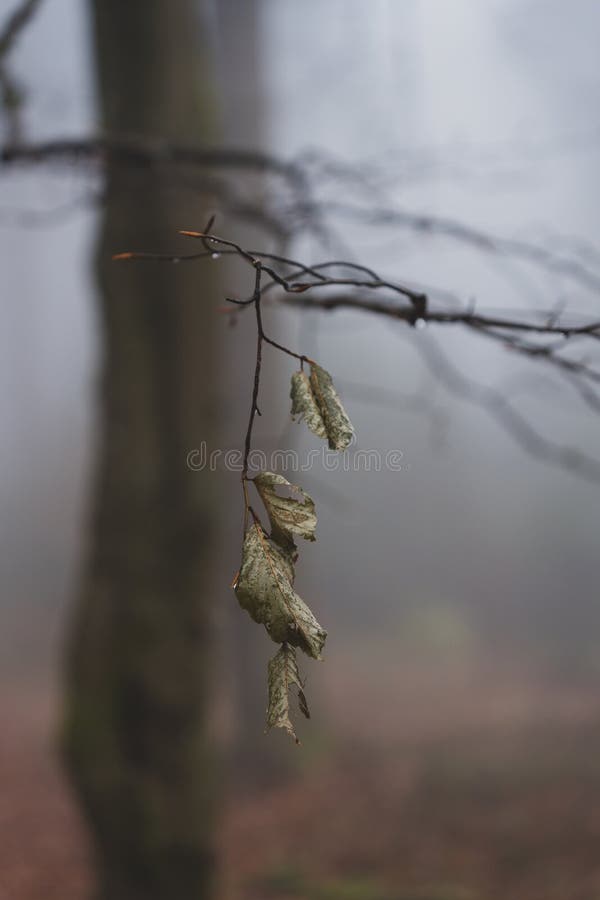 Winter Scene with a Tree Adorned in Lingering, Withered Foliage. Stock ...