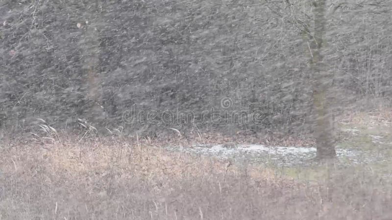 Winter Scene with Tree and Grass, Snow Falling in Snowfall, White ...
