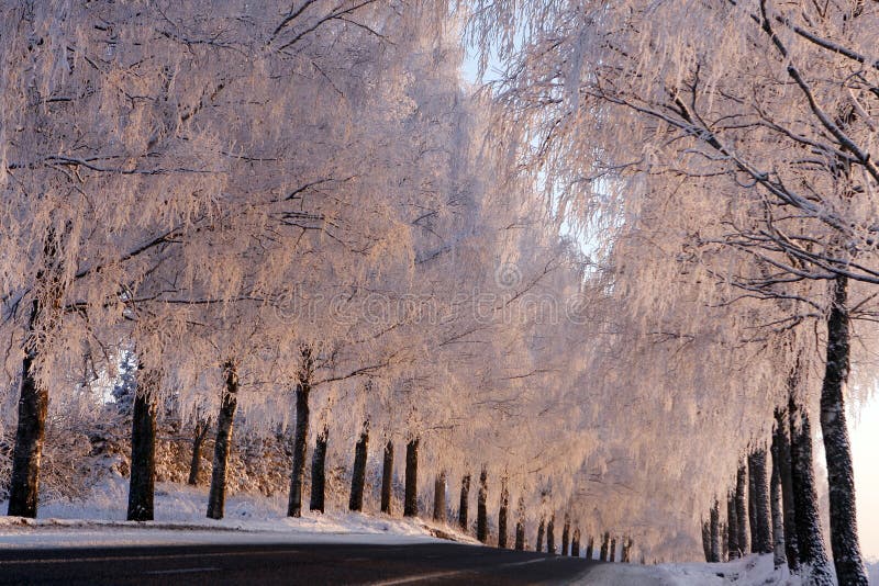 Winter scene with Trees stock image. Image of landscape - 10407153