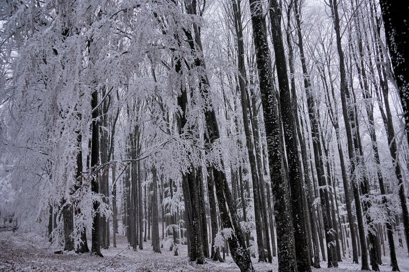 Winter Scene. Trees Covered by Snow Stock Image - Image of bright ...