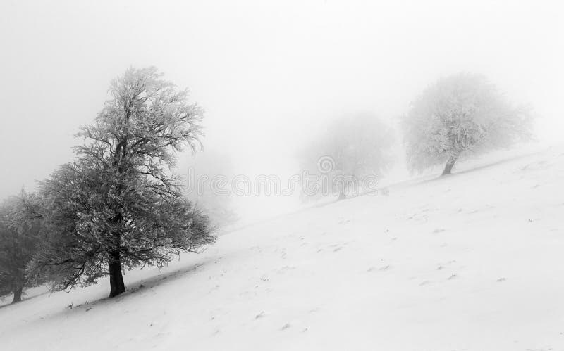 Winter Scene of Trees in Fog Stock Image - Image of bare, outdoors ...