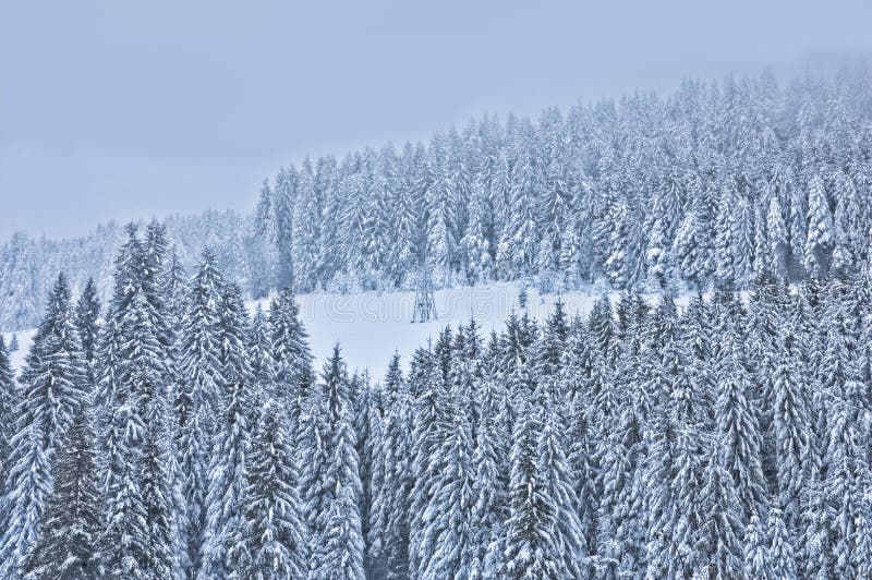 Winter Scene with Trees in the Forest Stock Image - Image of frozen ...