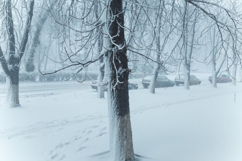Winter scene with trees stock image. Image of scenery - 176483909