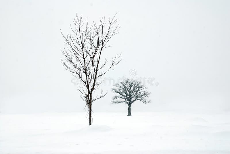 Winter Scene with Two Barren Trees in the Snow Stock Image - Image of ...