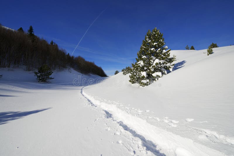 Winter stock image. Image of forest, footprint, scenic - 30703337