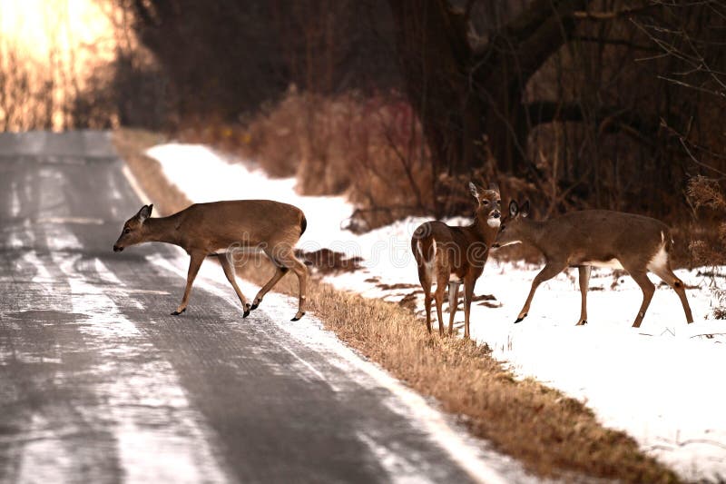 Female White Tailed Deer Crossing Road Stock Photos - Free & Royalty ...