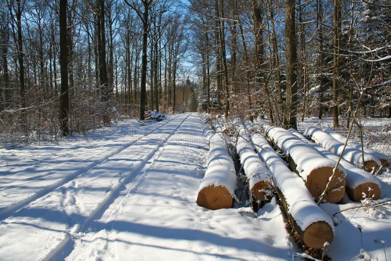 Winter Scene in the Woods with with Logs Covered with Snow Stock Photo ...