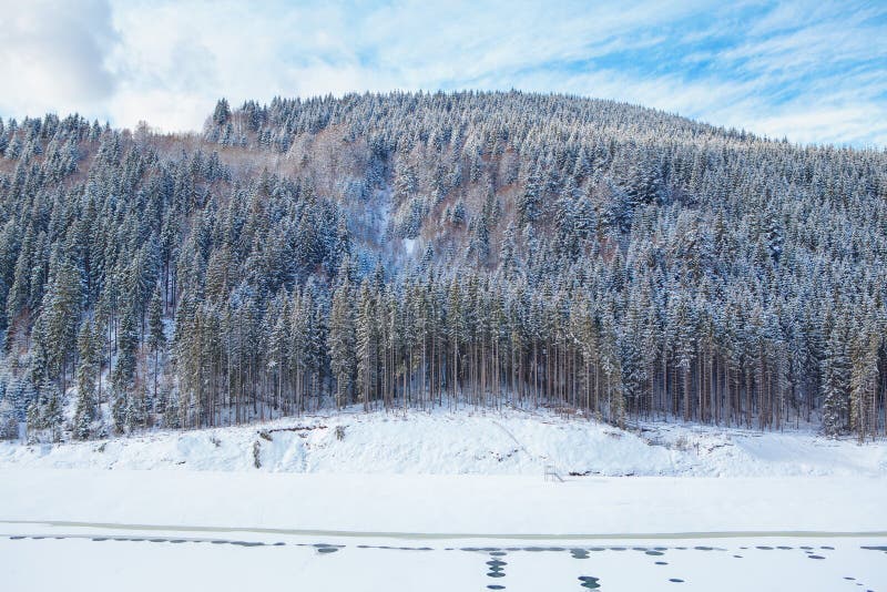 Coniferous Forest in the Winter Stock Image - Image of park, hill ...