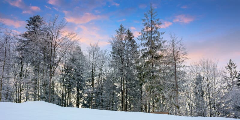 Winter scenery at dawn stock photo. Image of season - 199641374