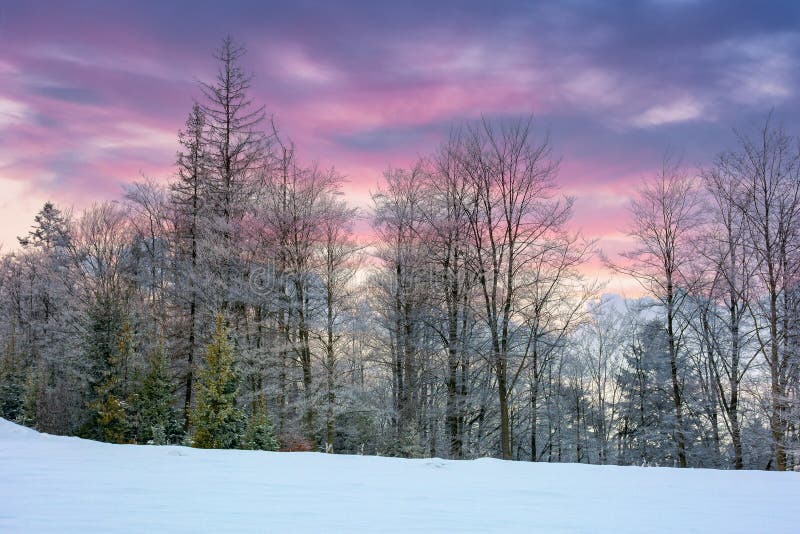 Winter scenery at dawn stock photo. Image of amazing - 202238434