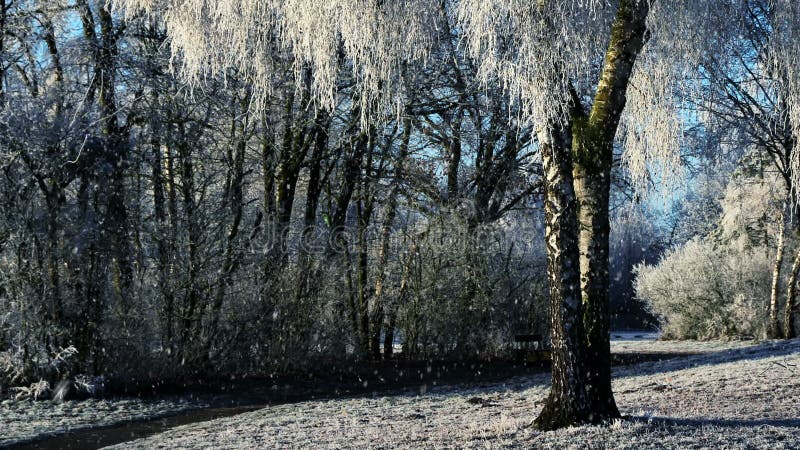 Winter Scenery and Falling Snow Stock Footage - Video of flakes ...