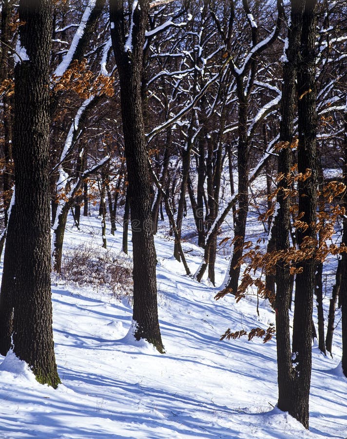 Winter Scenery in the Forest Stock Photo - Image of nature, beauty ...