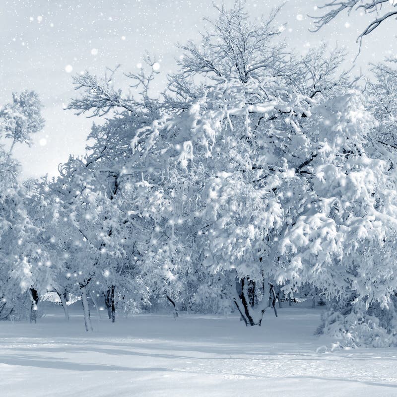 Winter scenery, snowstorm stock photo. Image of beautiful - 34291314
