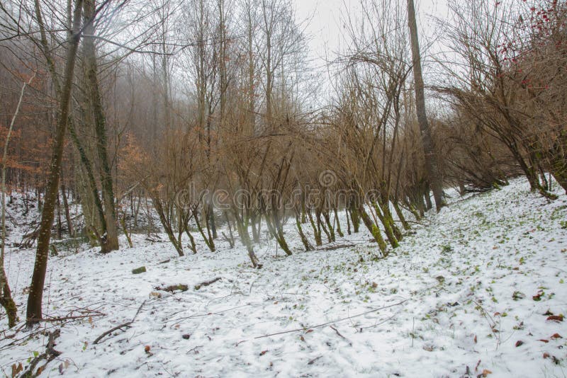 Winter Scenery, Trees and Plants Stock Image - Image of inspiration ...