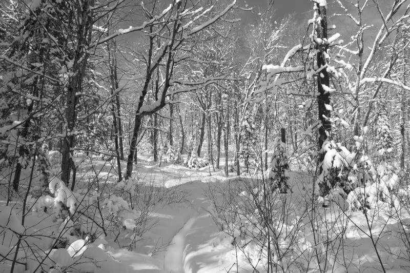 Winter Scenes in Black and White Stock Photo - Image of nature, trees ...