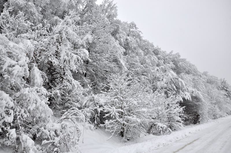 Winter Scenes after the First Snowfall Stock Image - Image of snow ...