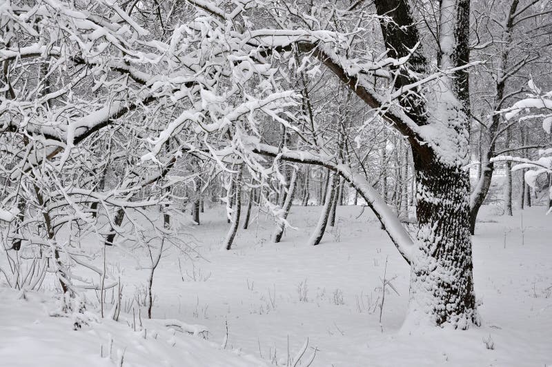 Winter Scenes after the First Snowfall Stock Photo - Image of ...
