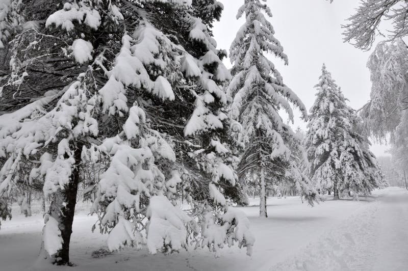 Winter Scenes after the First Snowfall Stock Image - Image of white ...