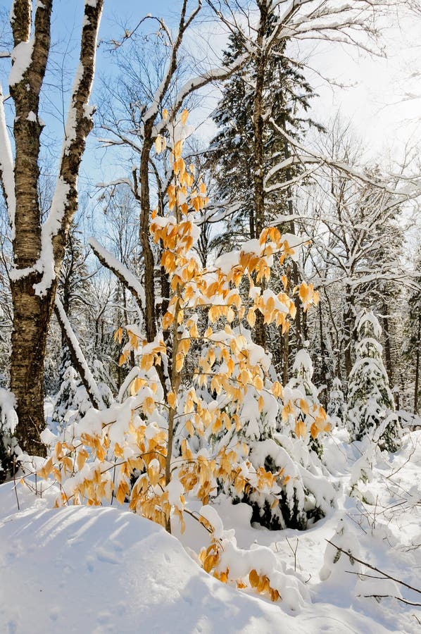 Winter Scenes after Snow Storm Stock Photo - Image of blue, nature ...