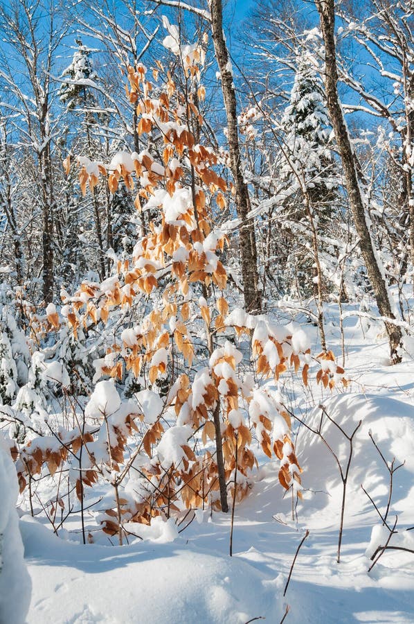 Winter scenes in woods stock image. Image of seasonal - 320603553