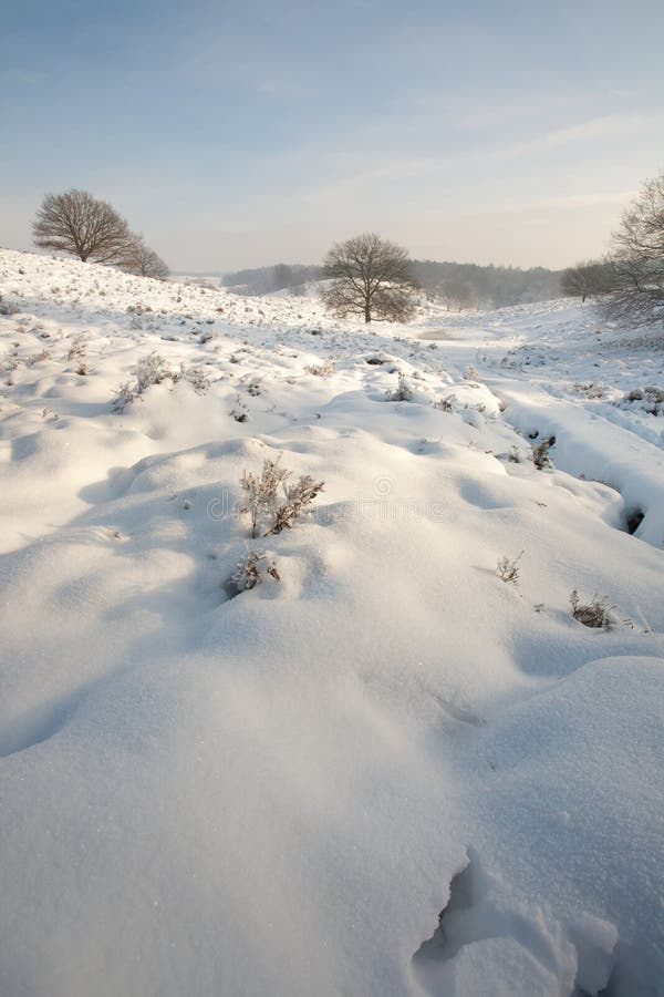 Winter Scenic stock image. Image of landscape, veluwezoom - 12288559