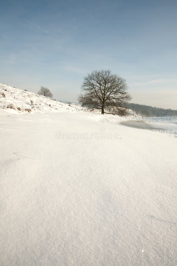 Winter Scenic stock image. Image of land, veluwe, frozen - 12288585
