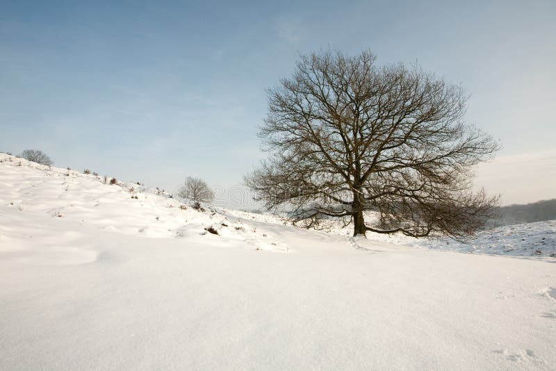 Winter Scenic stock photo. Image of park, season, state - 12288596