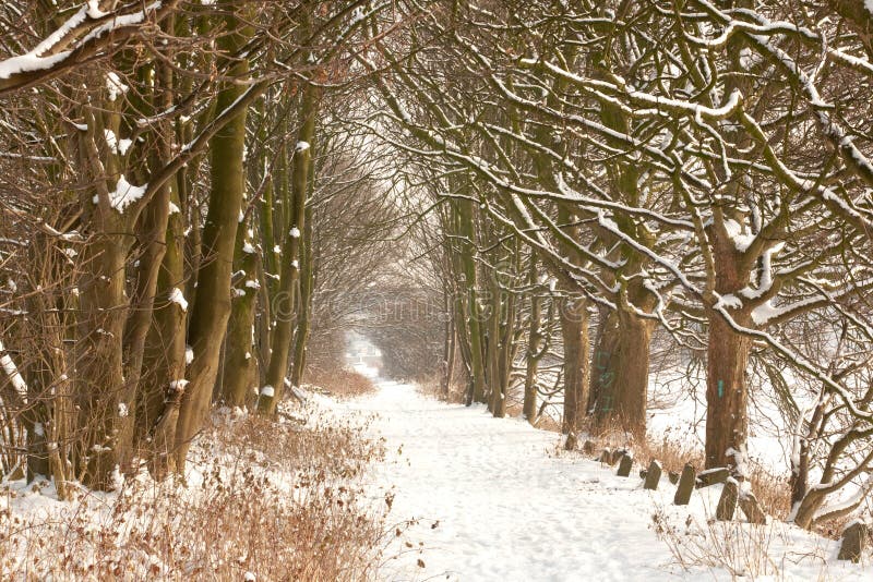 Winter Scenic Seasonal Road Stock Image - Image of country, scene: 12312187