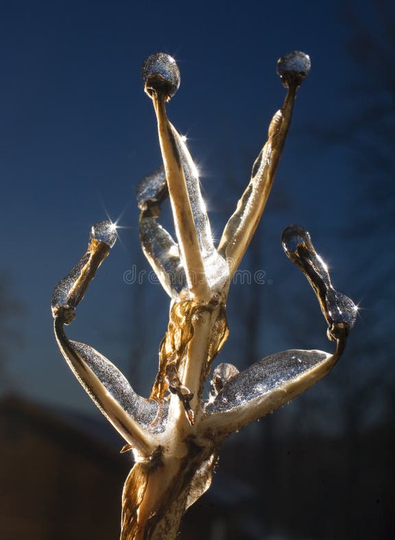 Winter sculpture stock image. Image of plant, icicles - 12686197