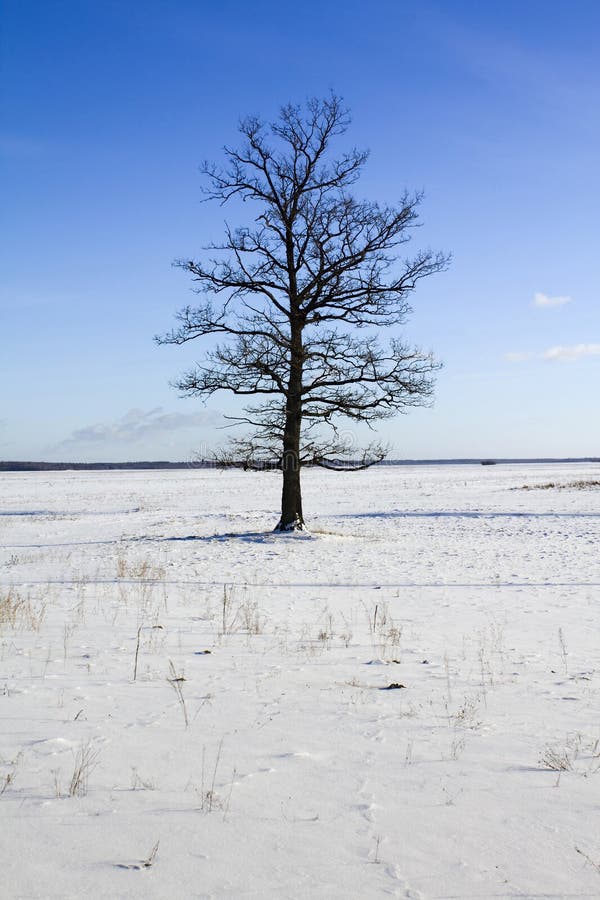 Tree in a winter field 1 stock photo. Image of standalone - 398604
