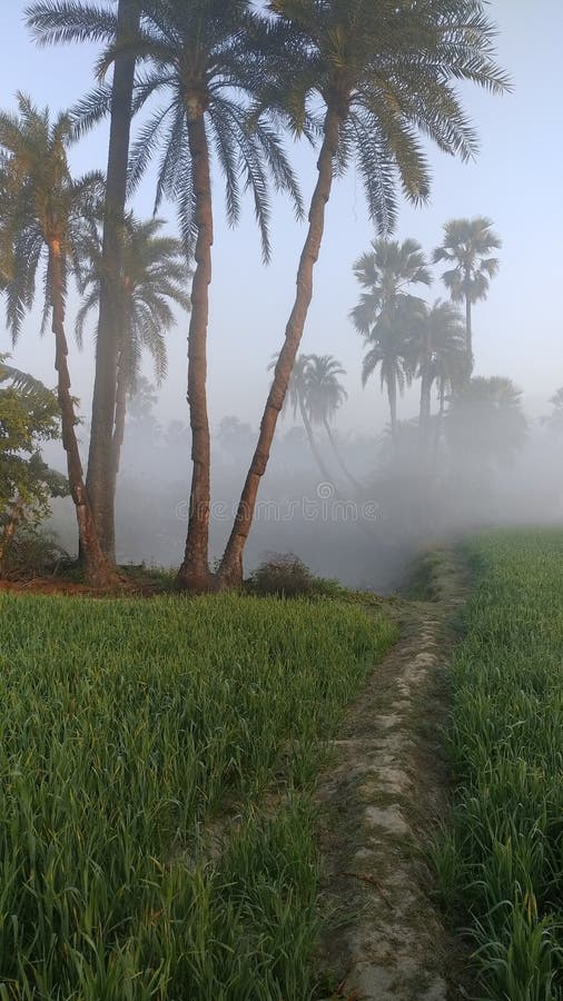 Winter season and fog stock image. Image of forest, woodland - 210164731