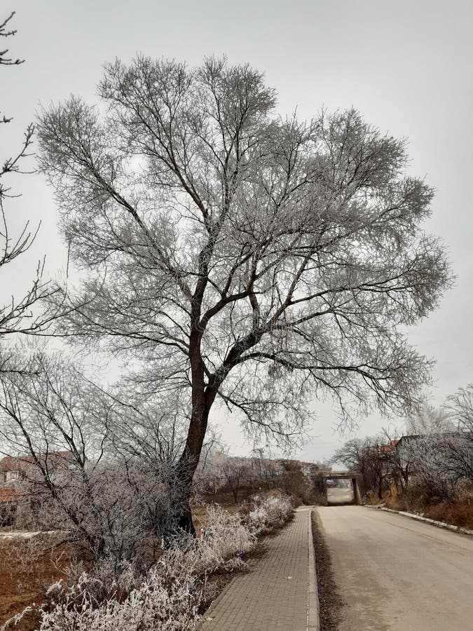 Winter Setting with Fog and Ice in Prilep Stock Photo - Image of season ...
