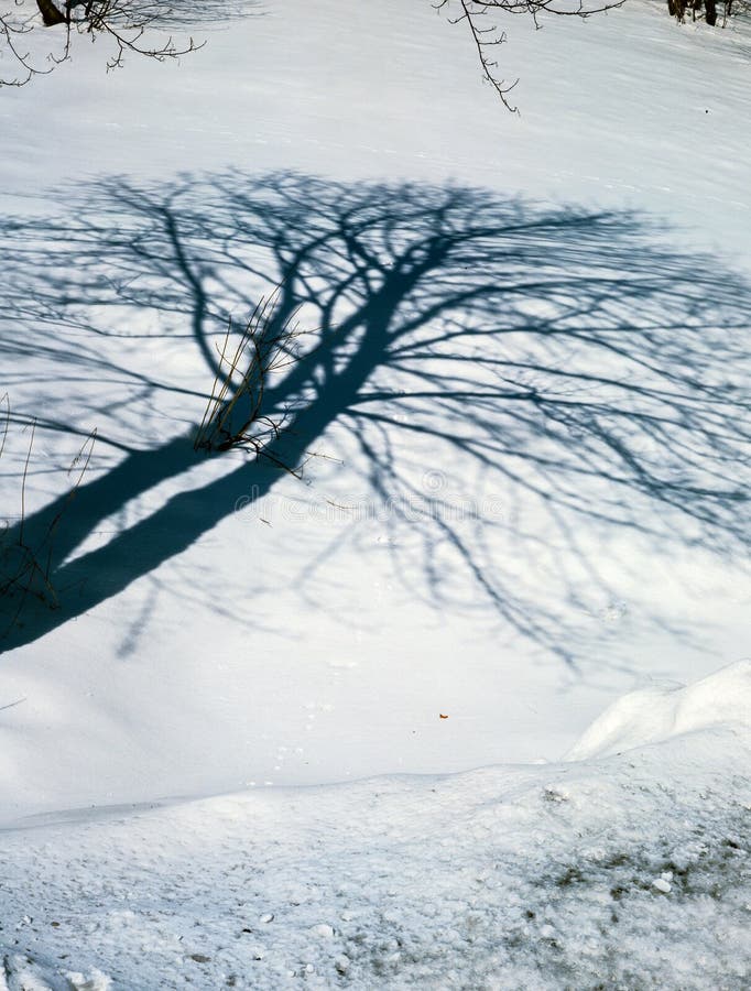 Winter shade tree stock image. Image of play, atmosphere - 142759769