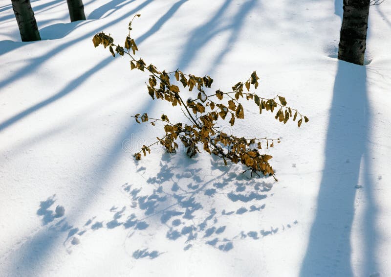 Winter shadow play stock photo. Image of winter, units - 142761202