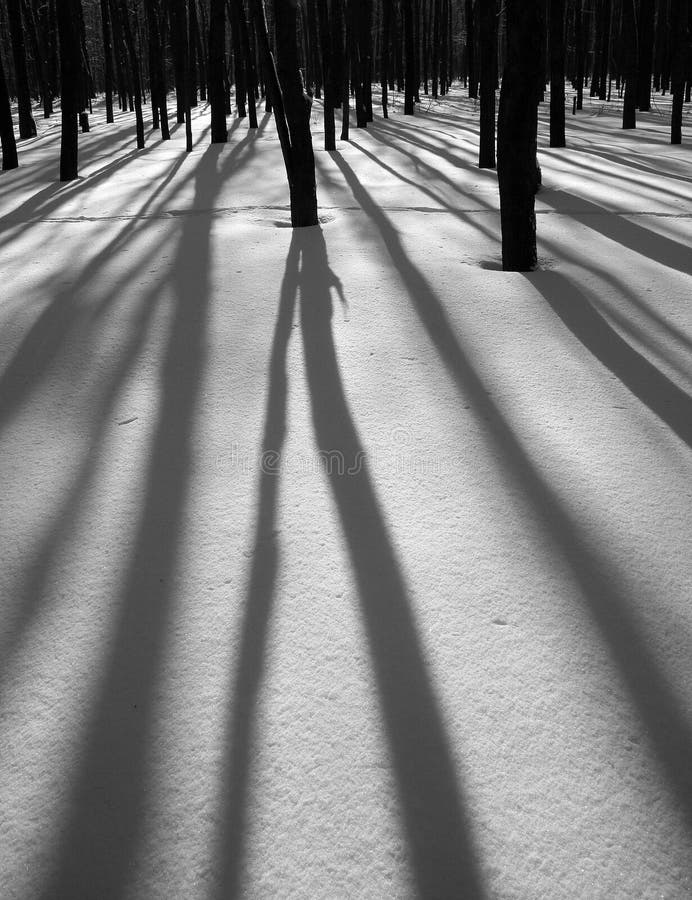 Winter Shadows stock photo. Image of forest, leaved, deciduous - 1354304