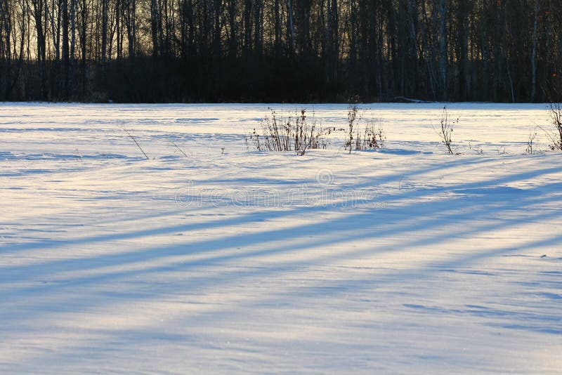 Winter shadows stock image. Image of nature, branch - 112546627