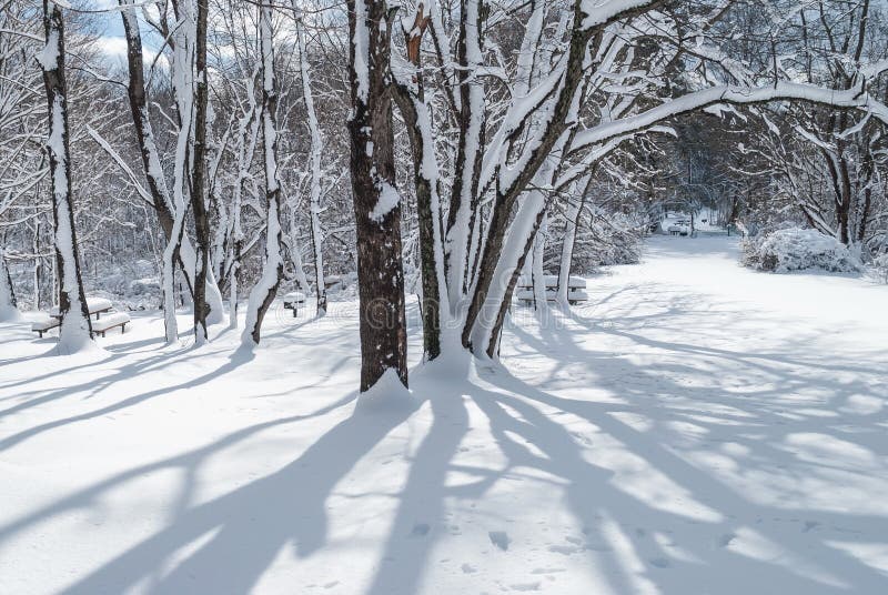 Winter Shadows stock photo. Image of woods, trees, trail - 49697270
