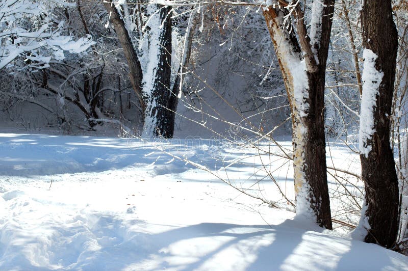 Winter shadows stock image. Image of scenic, woods, background - 36452409