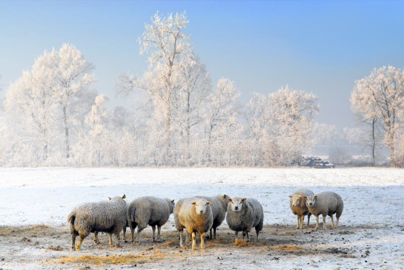Winter sheep stock photo. Image of holiday, postcard - 10130026