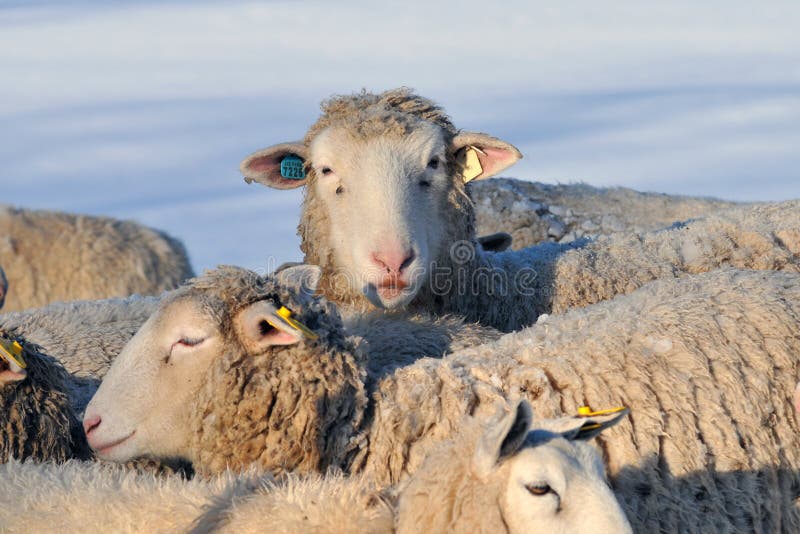 Winter Sheep stock image. Image of pennsylvania, cold - 14715337