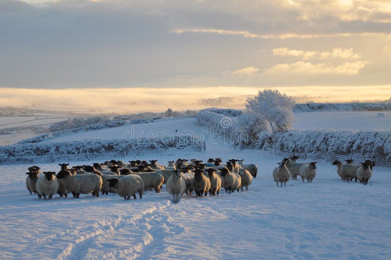 Sheep stock photo. Image of district, white, meadow, soft - 7544452