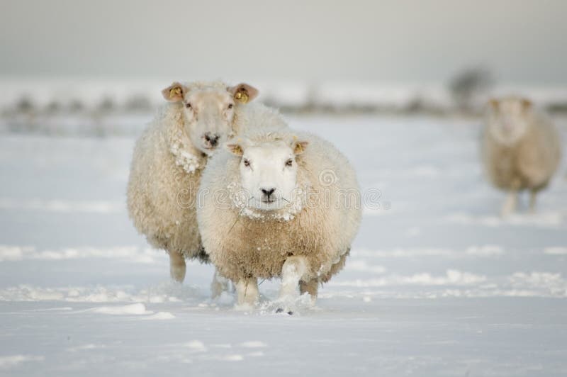 Winter sheep in snow stock photo. Image of deep, looking - 12370164