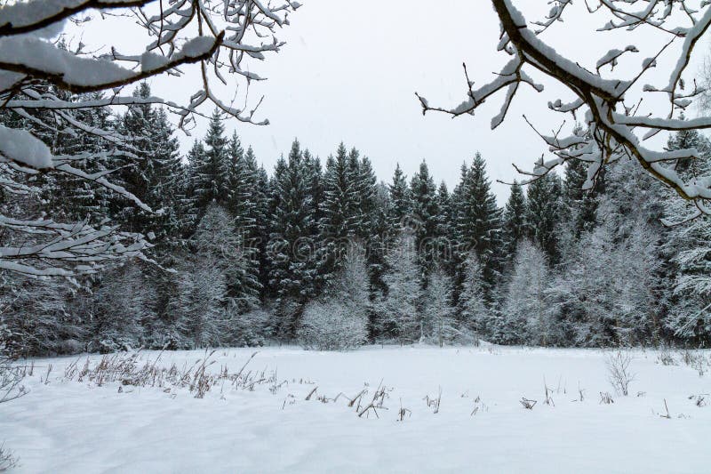 Winter Silence. Winter Forest, Drowning in a Blanket of Snow. Stock ...