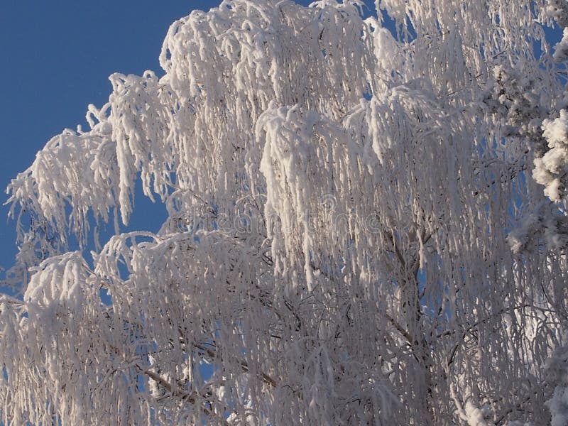 Winter `silver` forest stock image. Image of branches - 85380321