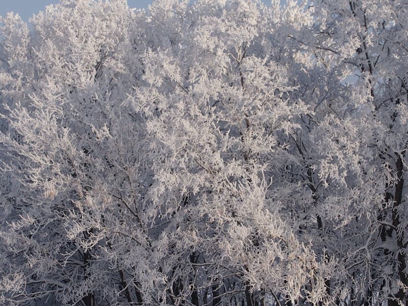 Patterns of trees trunk stock photo. Image of forest - 20150508
